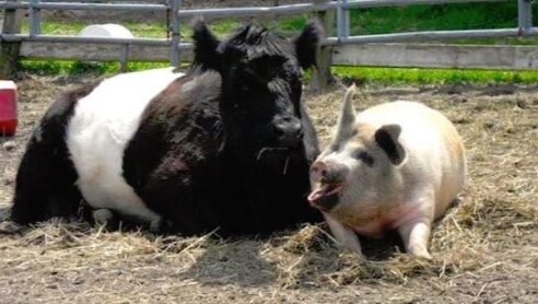 Una mucca cieca e un maialino insieme in un rifugio: l'amicizia più ...