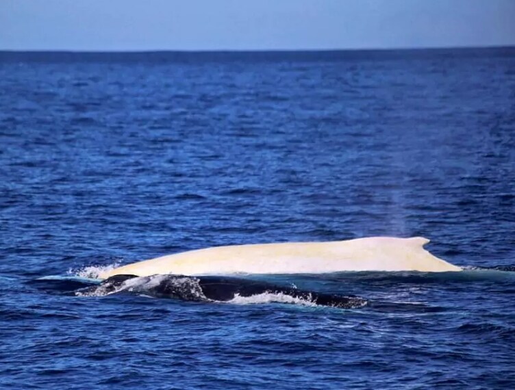 Il ritorno di Moby Dick, la balena bianca fa capolino dopo 2 anni