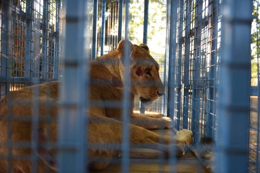 Gli ultimi animali dello zoo di Aleppo