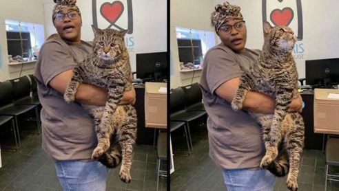 La foto di un enorme gatto che cerca casa, diventa virale