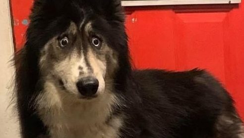 Diffondono le sue immagini sul web, il cane strabico trova una nuova ...