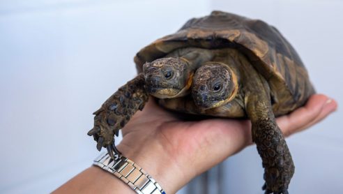 Janus, la tartaruga greca a due teste