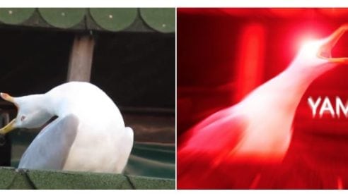 I meme del gabbiano che urla (ma che in realtà sta "ridendo")