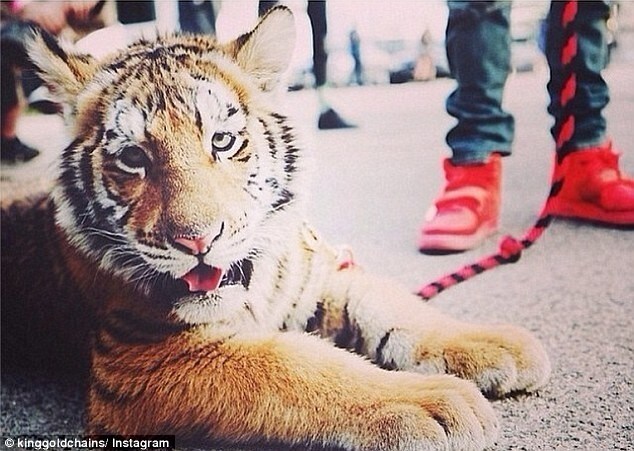 Tigre come animale domestico, rapper rischia grosso