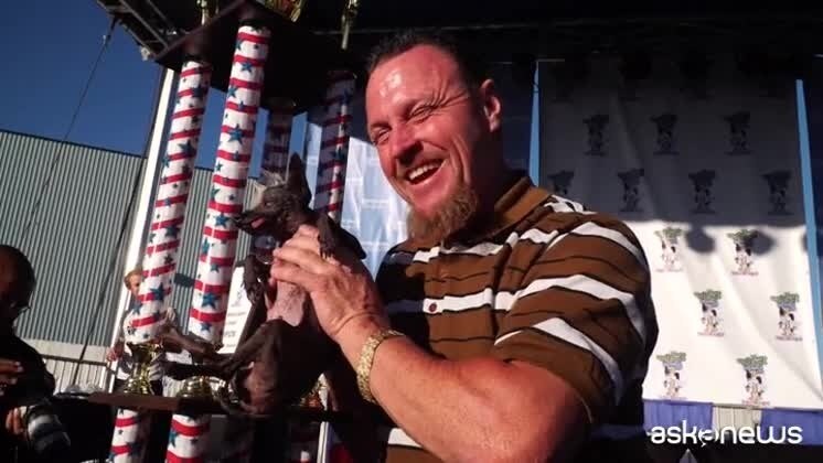 Eletto il cane più brutto del mondo: si chiama Sweepie Rambo