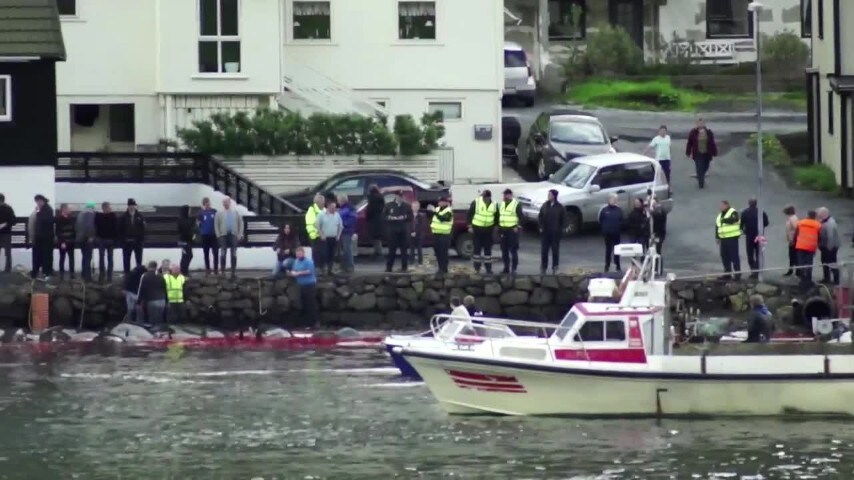 La mattanza delle balene nelle isole Faroe: il video choc degli attivisti