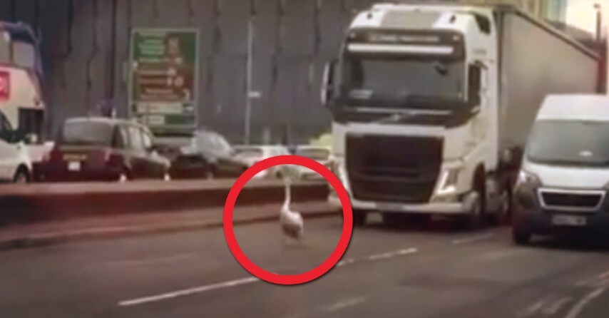 Un cigno al centro strada paralizza il traffico: la scena è davvero ...