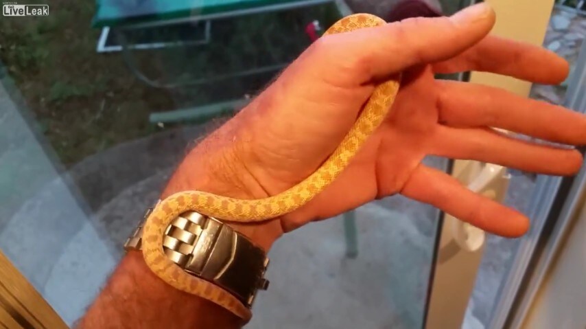 Trova una rarissima creatura: il serpente toro albino