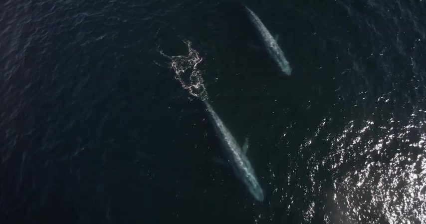 Sessanta balene blu nella baia: lo spettacolo ripreso dall'alto