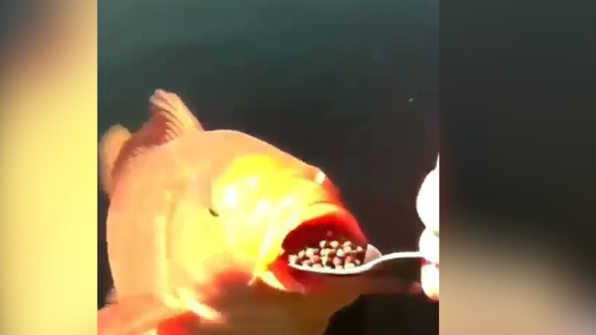 Pesce come neonato: guardate come si nutre