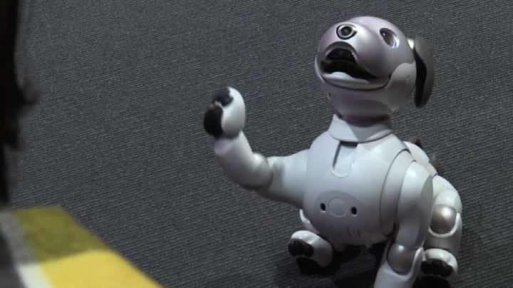 Aibo, il cane-robot-spia che controlla i propri familiari a distanza
