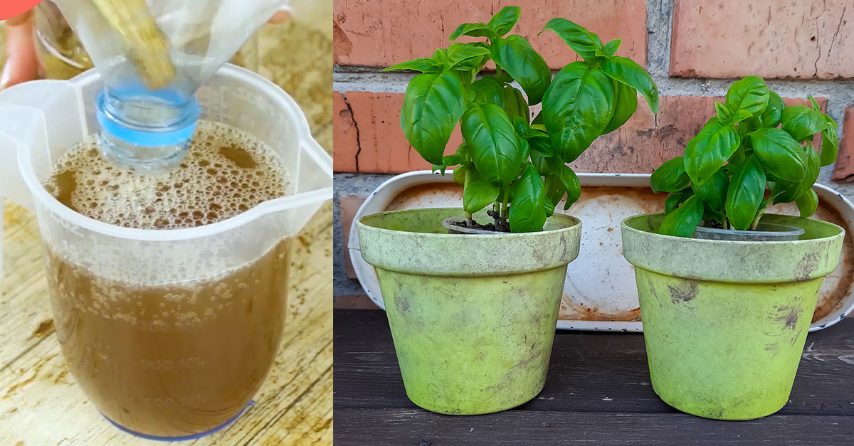 You'll never throw away banana peels after watching this: 4 ways to ...