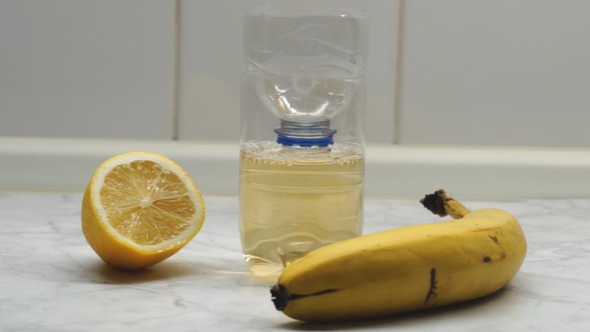 How to make a homemade insect trap: a simple and cheap method!