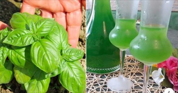 Liquore al basilico: la ricetta semplice da preparare in casa