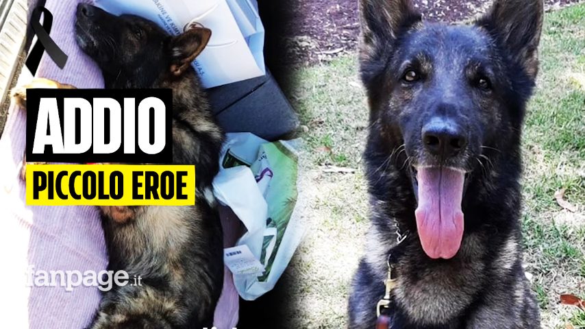 L’addio a Proteo, cane da ricerca morto nei soccorsi in Turchia: “Hai ...