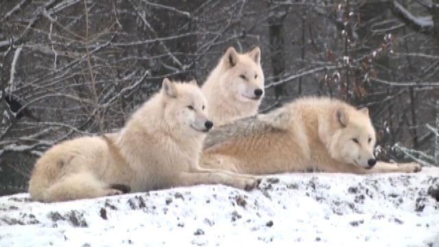 Nuovi lupi bianchi nel parco naturalistico di Sainte-Croix
