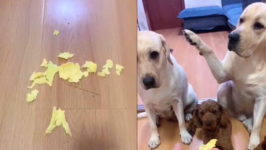 "Chi ha combinato questo?", il cane fa la spia al padrone