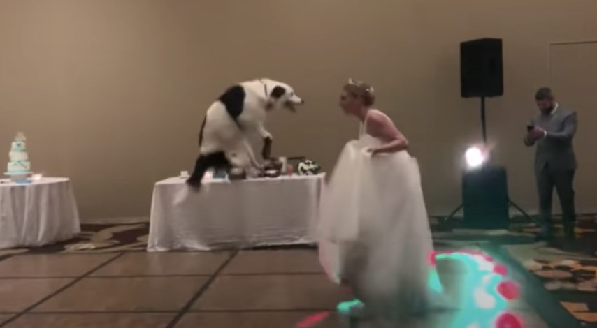 Non si separa dal suo cane nemmeno nel giorno del matrimonio e alla ...