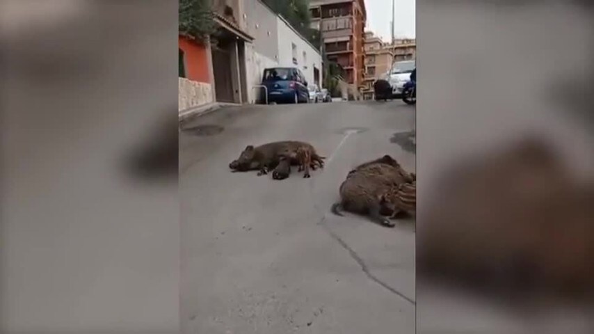 Roma, cinghiale allatta in strada e non si smuove da lì